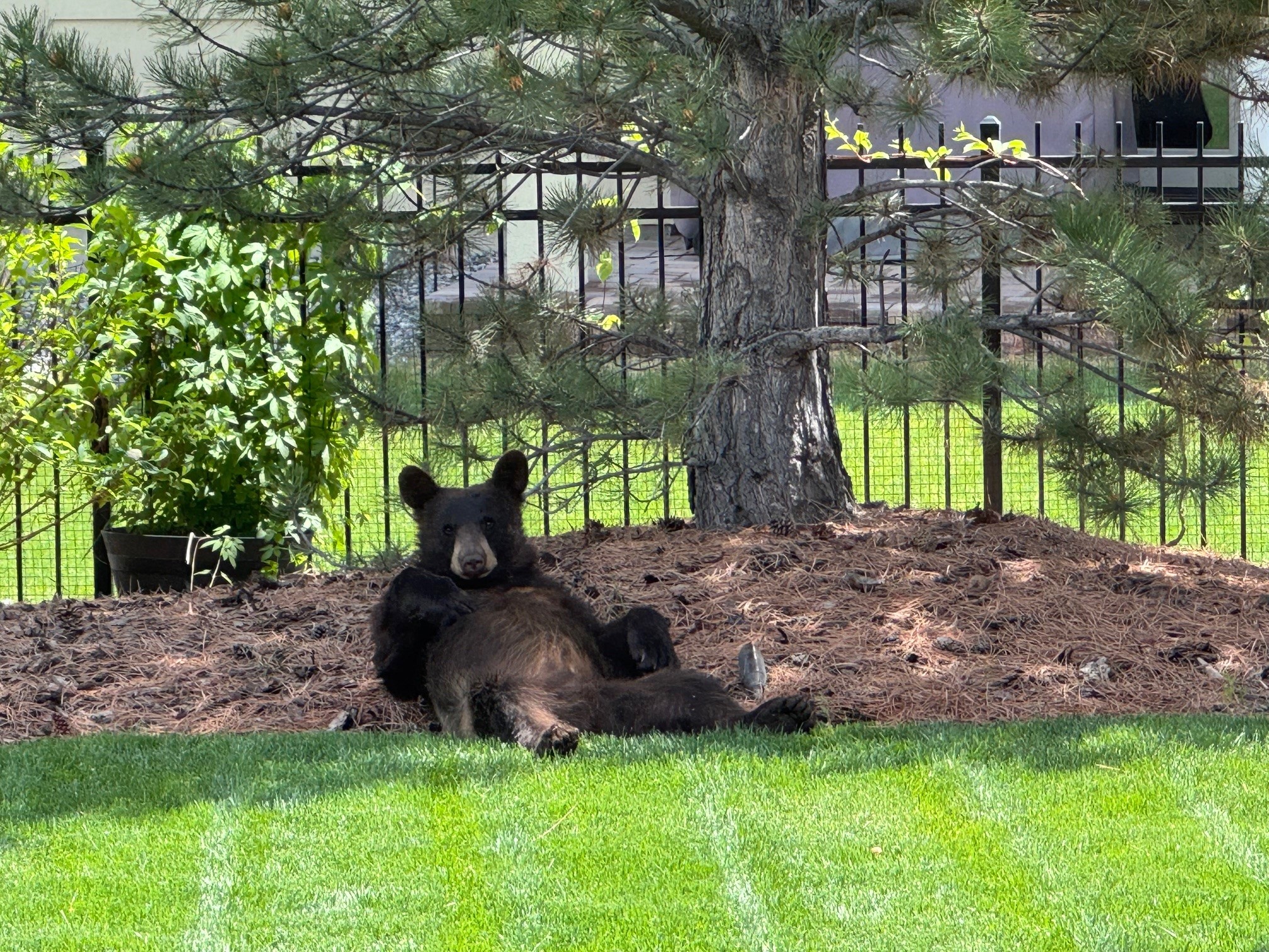 Bear in Backyard